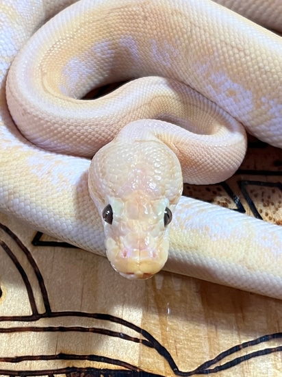 Banana Spinner Ball Python by Odin Reptiles