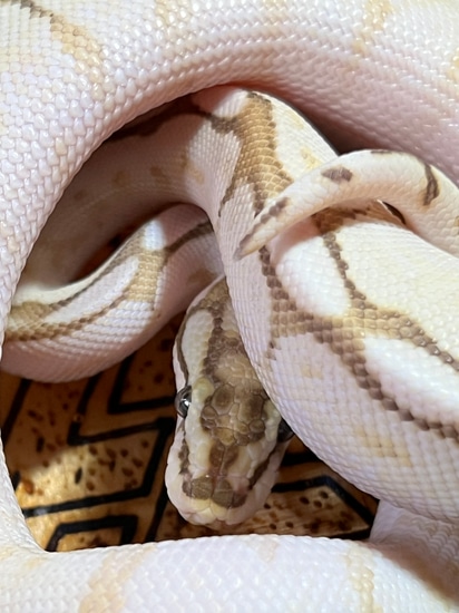 Nuclear Spider Ball Python by Odin Reptiles