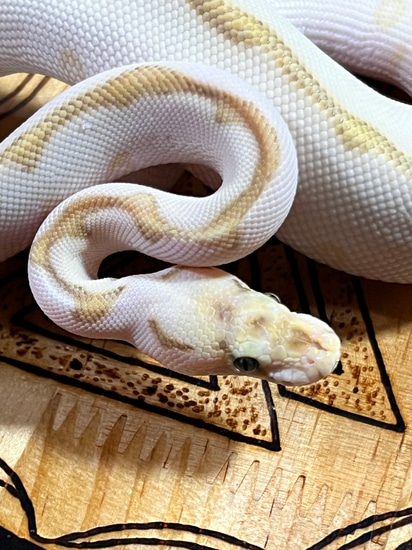 Butter Spider Clown Ball Python by Odin Reptiles