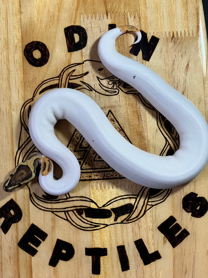 Piebald Ball Python by Odin Reptiles