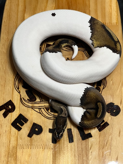 Black Pastel Pied Ball Python by Odin Reptiles