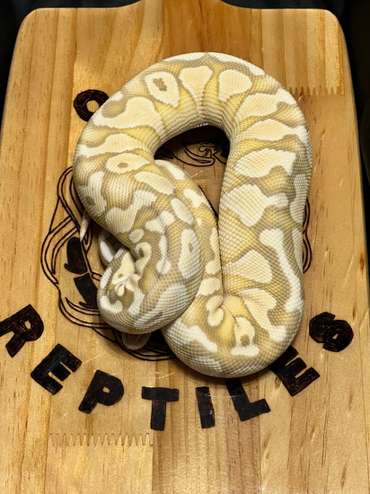 Banana Lesser Hypo Ball Python by Odin Reptiles