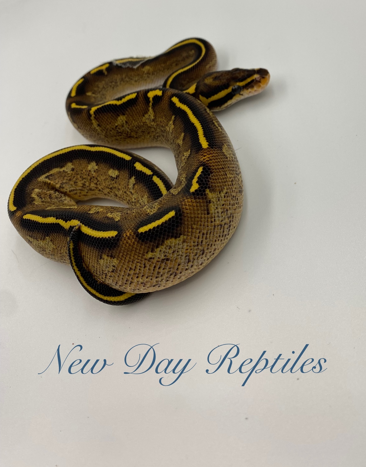Freeway Ball Python by New Day Reptiles - MorphMarket