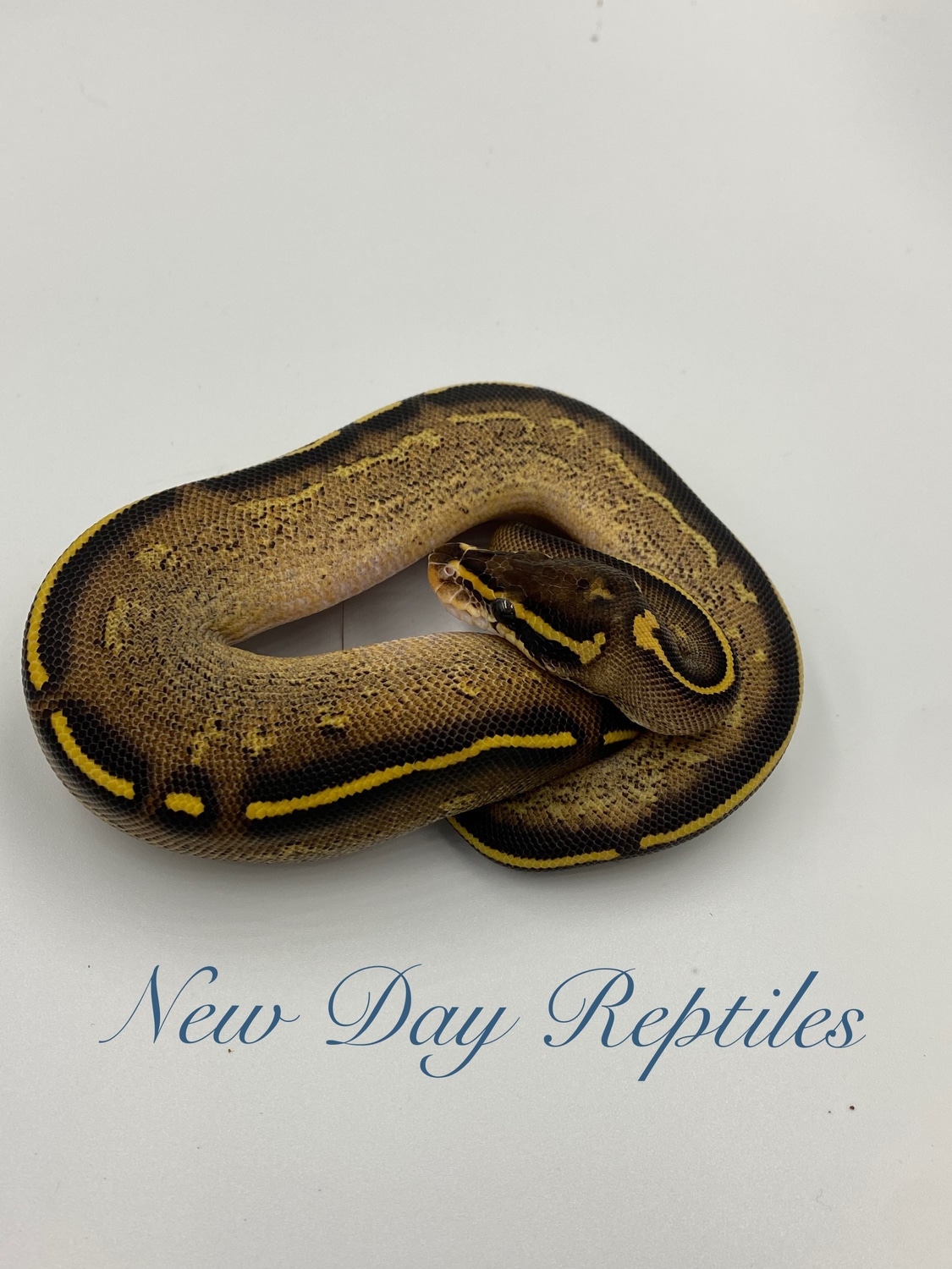 Freeway Ball Python by New Day Reptiles - MorphMarket