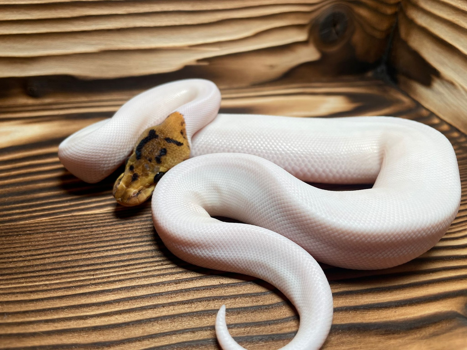 Spider Pied HET Albino Ball Python by JM Reptile Designs - MorphMarket