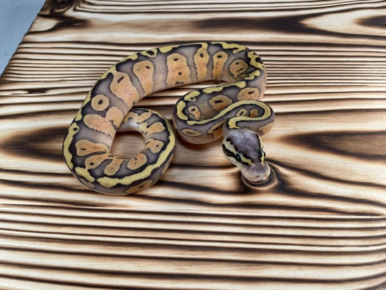 2023 Super Pastel Red Stripe Ball Python by JM Reptile Designs