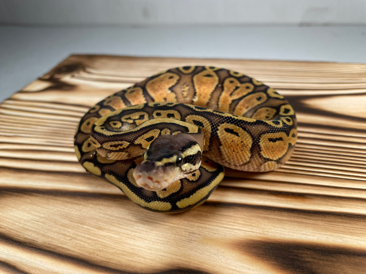 2023 Pastel Redstripe Pos. Fire Ball Python by JM Reptile Designs ...