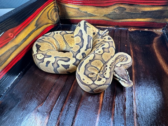 Pastel Red Stripe Ball Python by JM Reptile Designs