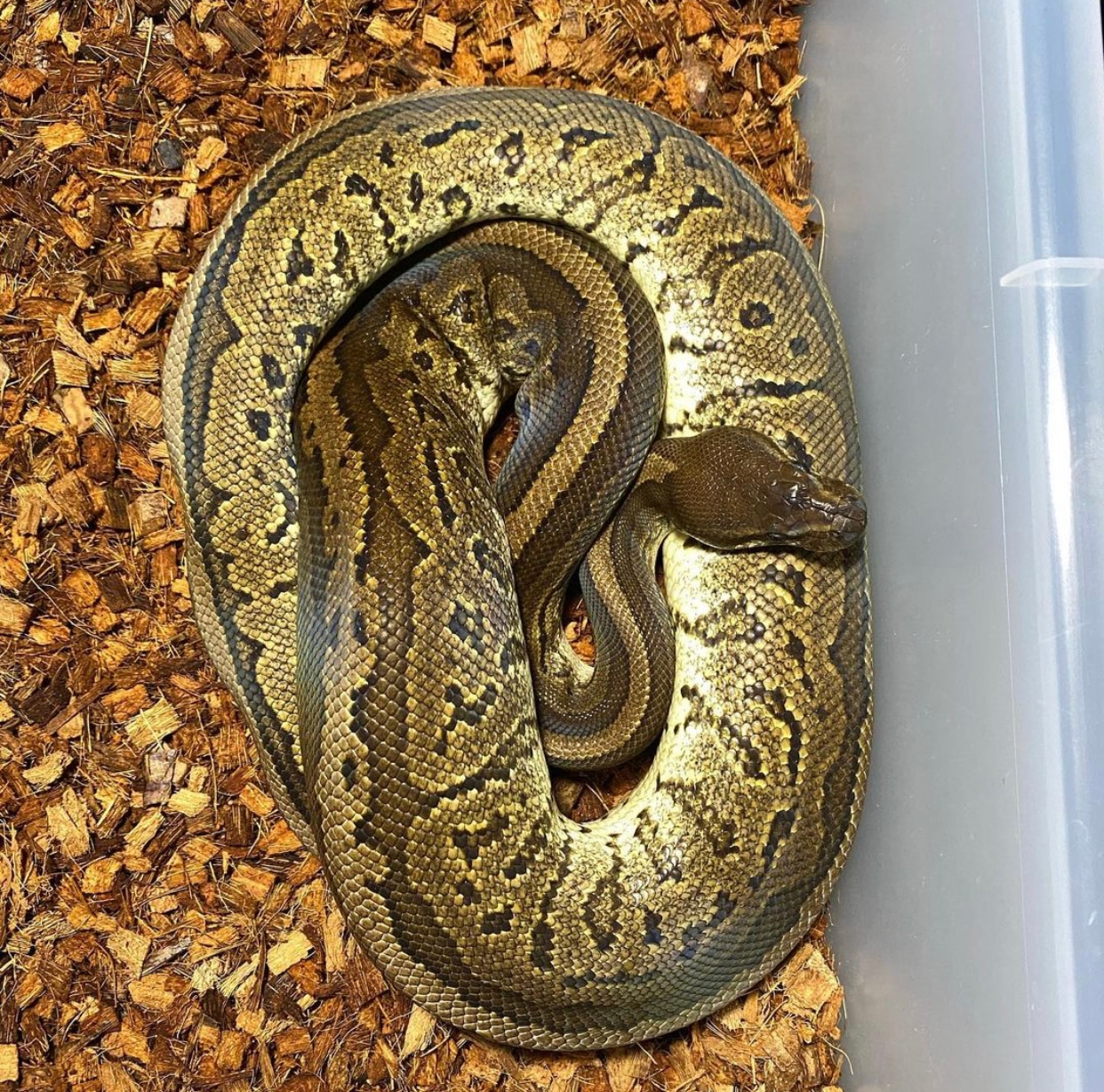 Cinnamon Pinstripe Ball Python by Saunders Snakes - MorphMarket