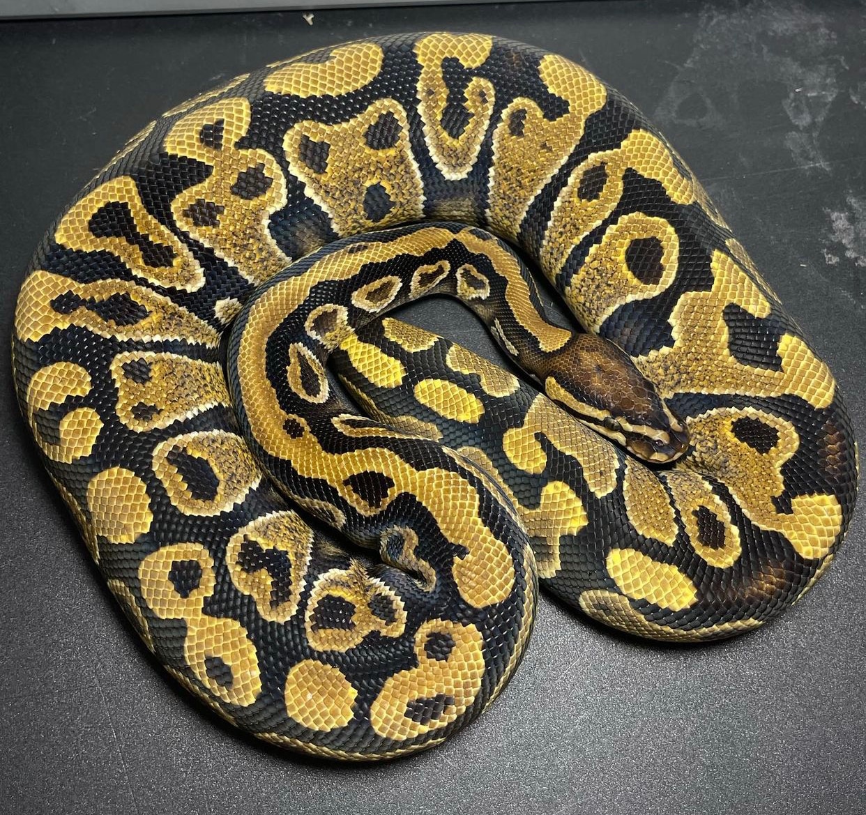 Marvel Special Ball Python by Saunders Snakes - MorphMarket
