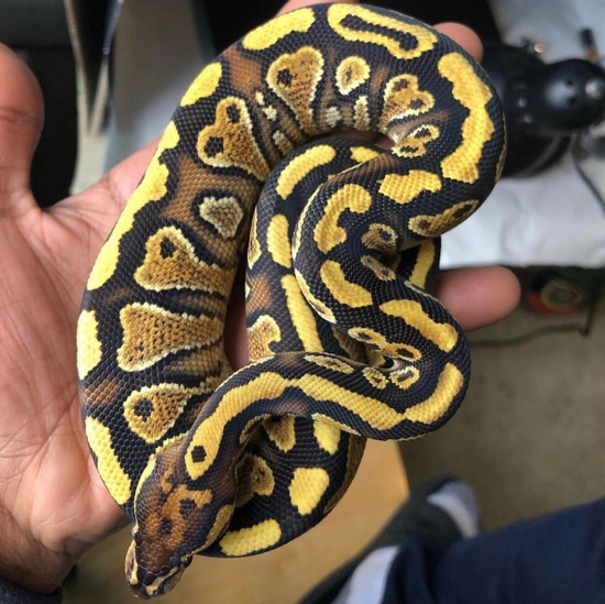 Ball Python Marvel Special Yb by Saunders Snakes
