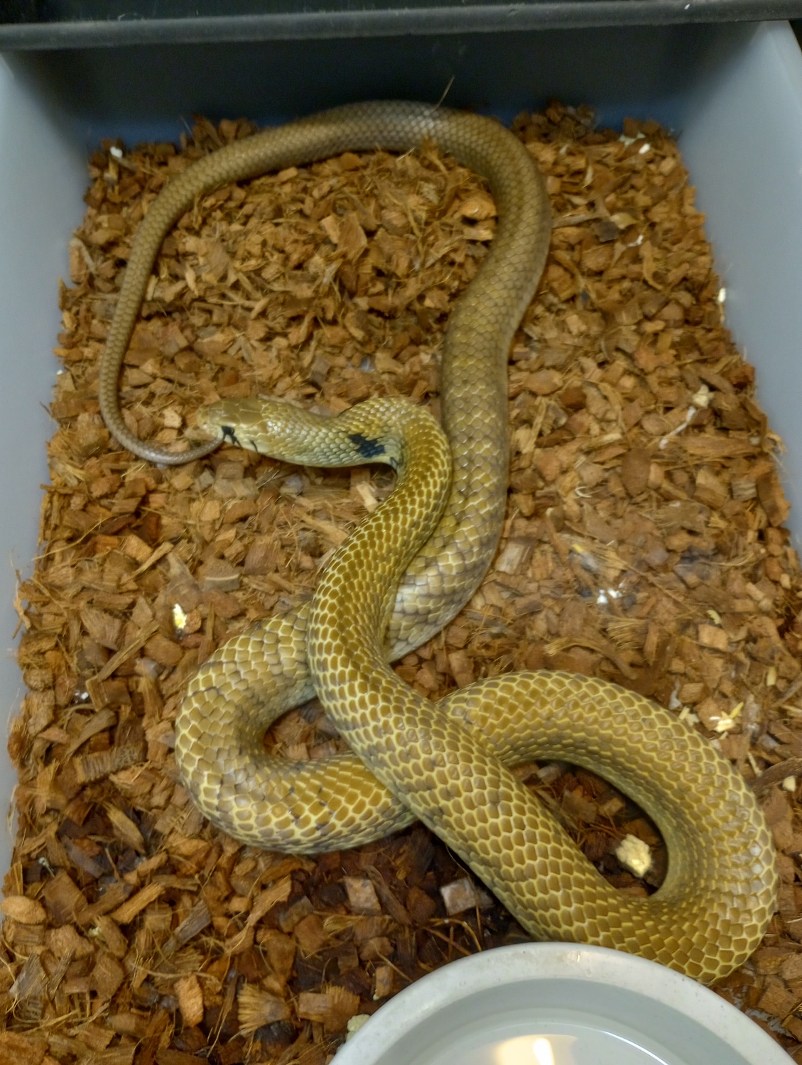 Black-tailed Cribo Cribo & Indigo Snakes by JAMout Reptiles - MorphMarket