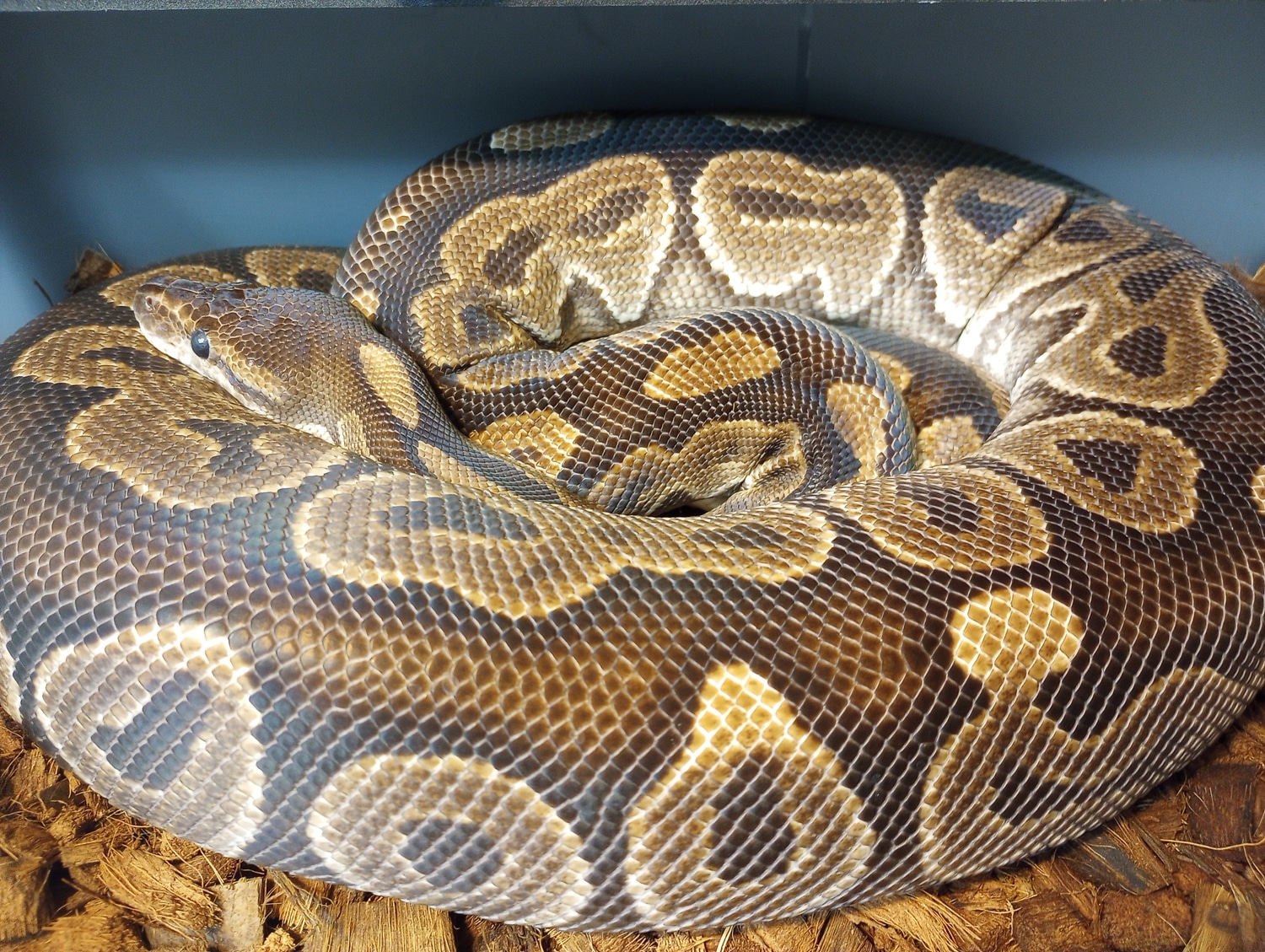 Cinnamon Het Hypo Ball Python by JAMout Reptiles - MorphMarket