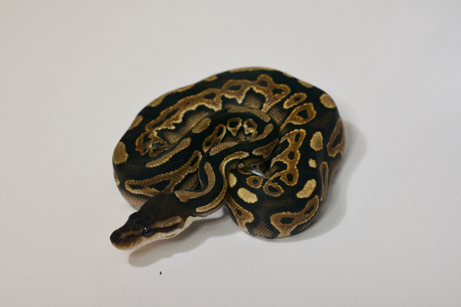 Cinnamon Pos Het Hypo Gstripe Ball Python by JAMout Reptiles - MorphMarket