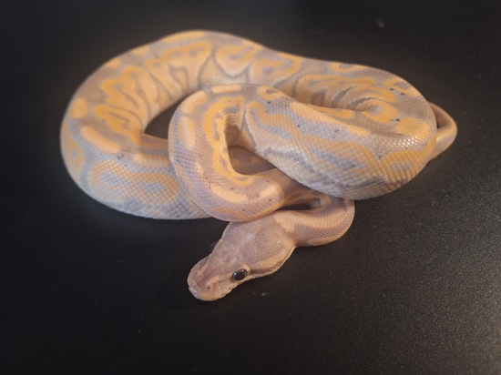Cinnamon Banana Hypo Ball Python by JAMout Reptiles