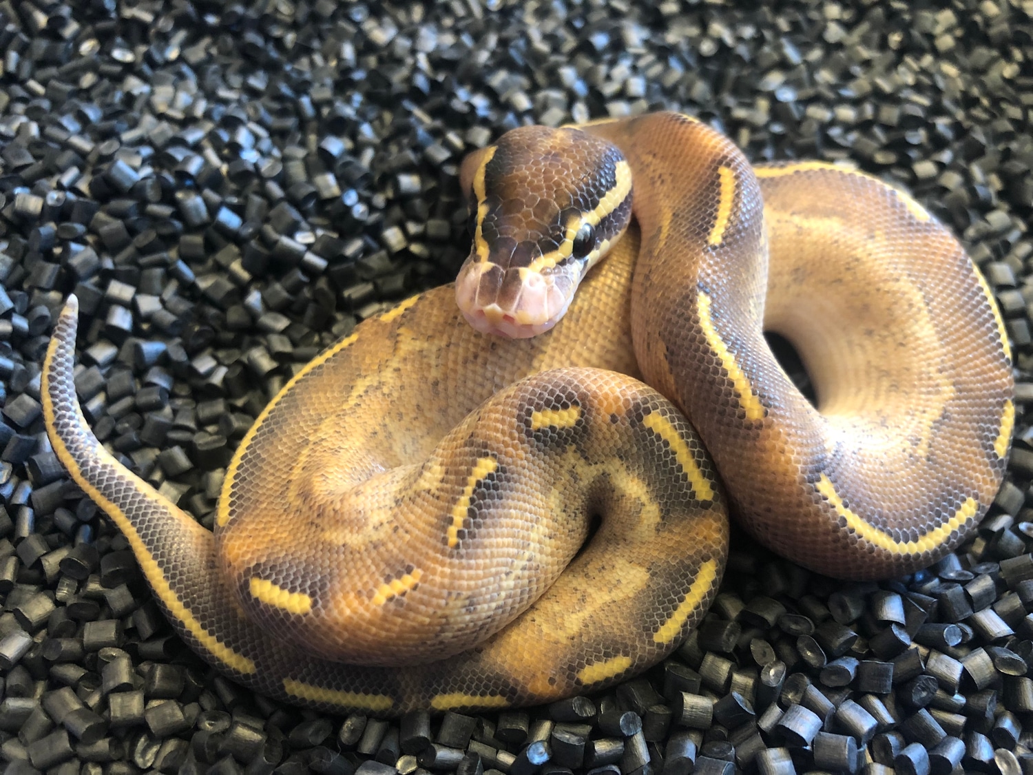 Highway Ball Python by JN-Ballpythons - MorphMarket