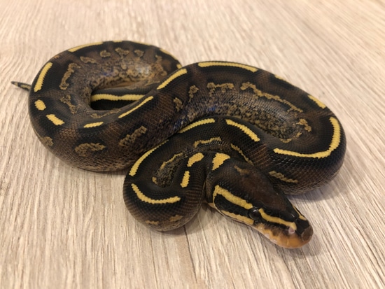 Asphalt Gravel Ball Python by JN-Ballpythons