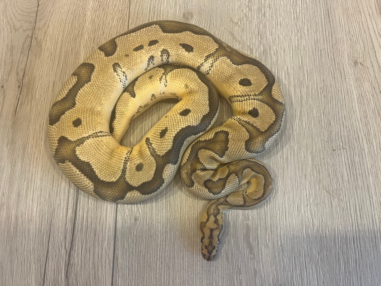Fire Spotnose Clown Ball Python by JN-Ballpythons - MorphMarket