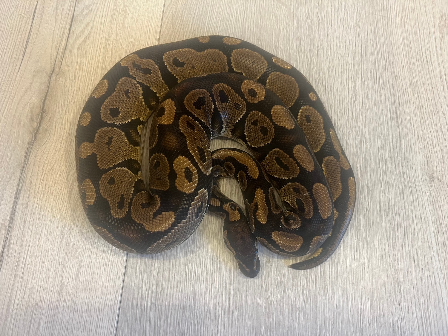 Asphalt Ball Python by JN-Ballpythons - MorphMarket
