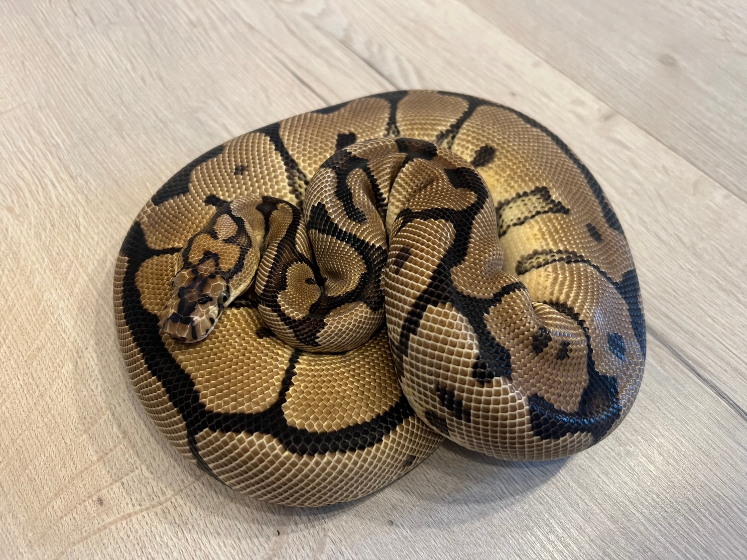 Spotnose Clown Ball Python by JN-Ballpythons - MorphMarket