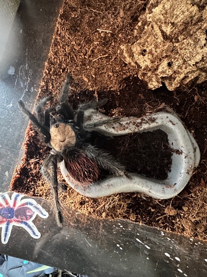 Mexican Red Rump Tarantula by Everything tarantula’s and ball pythons