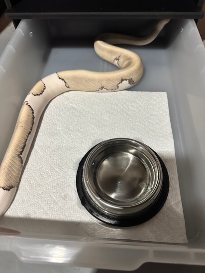 Champagne 8 Ball Matter Pied Ball Python by Twisted pythons and ...