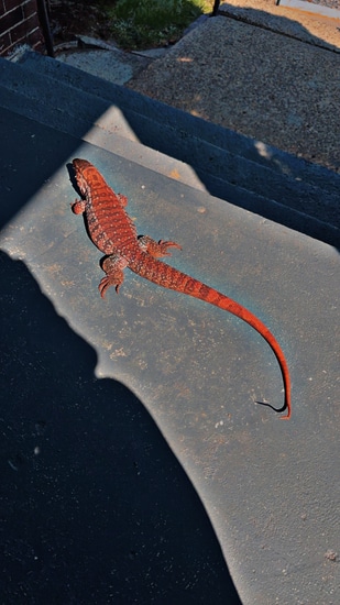 Pure Red Tegu 66% Het Albino And Anery Argentine Tegus by Twisted ...