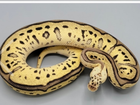 Pastel Leopard Clown Possible Vanilla Ball Python by Twisted pythons ...