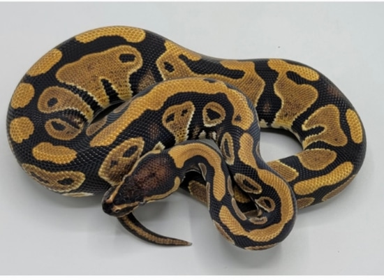 Normal Triple Het Desert Ghost/clown/pied Ball Python by Twisted ...