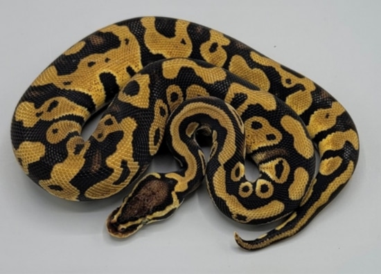 Black Friday Sale!!! Pastel Normal Triple Het Desert Ghost/clown/pied ...
