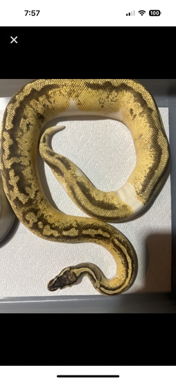 Od Enchi Pied Ball Python by Twisted pythons