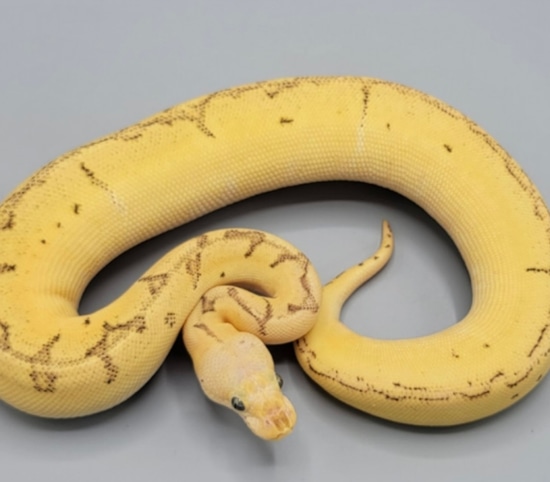 Black Friday Sale!!! Od Vanilla Pastel Pinstripe Clown Ball Python by Twisted pythons and ...