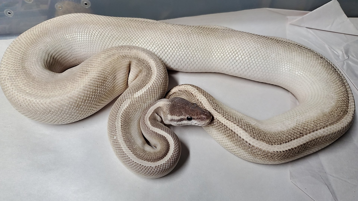 Mystic Potion Ball Python by SNKE LTD - (BlindStryke Exotics) - MorphMarket