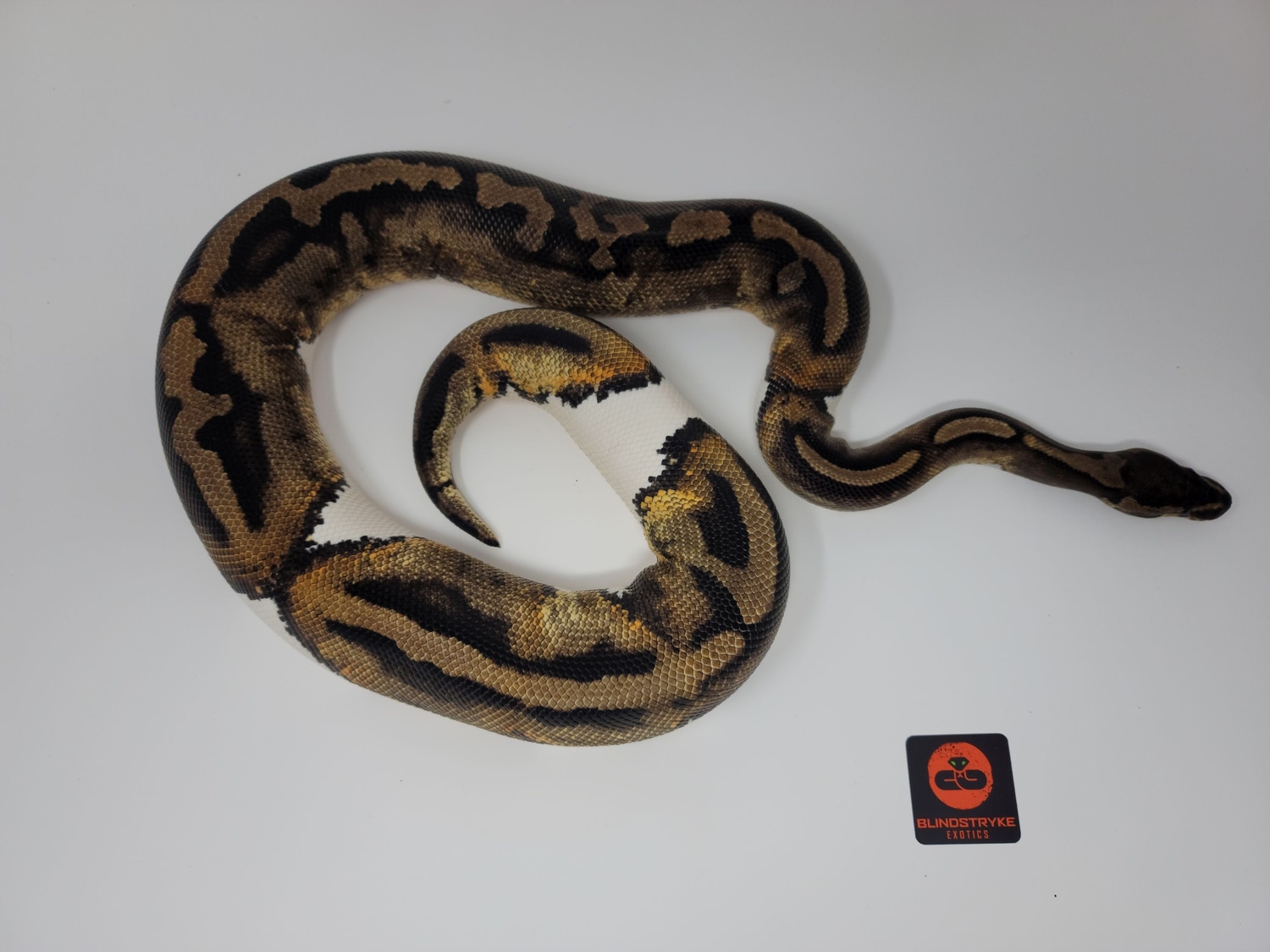 Adult PIED Female 1290g Almost RTB! Ball Python by SNKE LTD ...