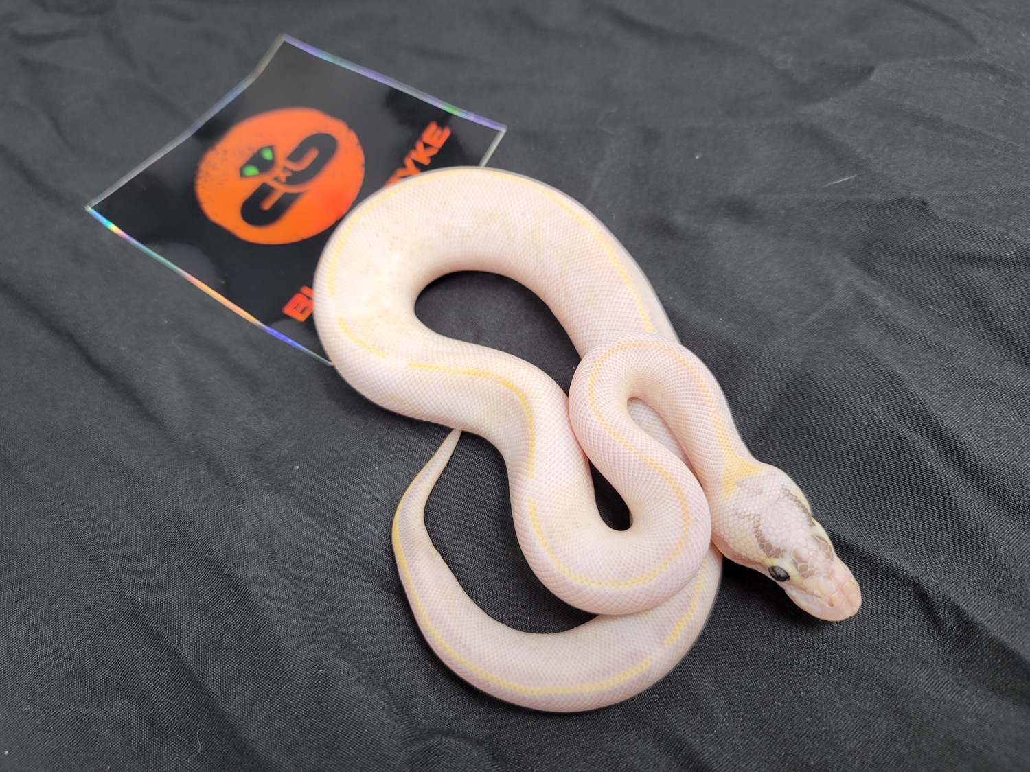Pastel Ivory Ball Python by BlindStryke Exotics - MorphMarket