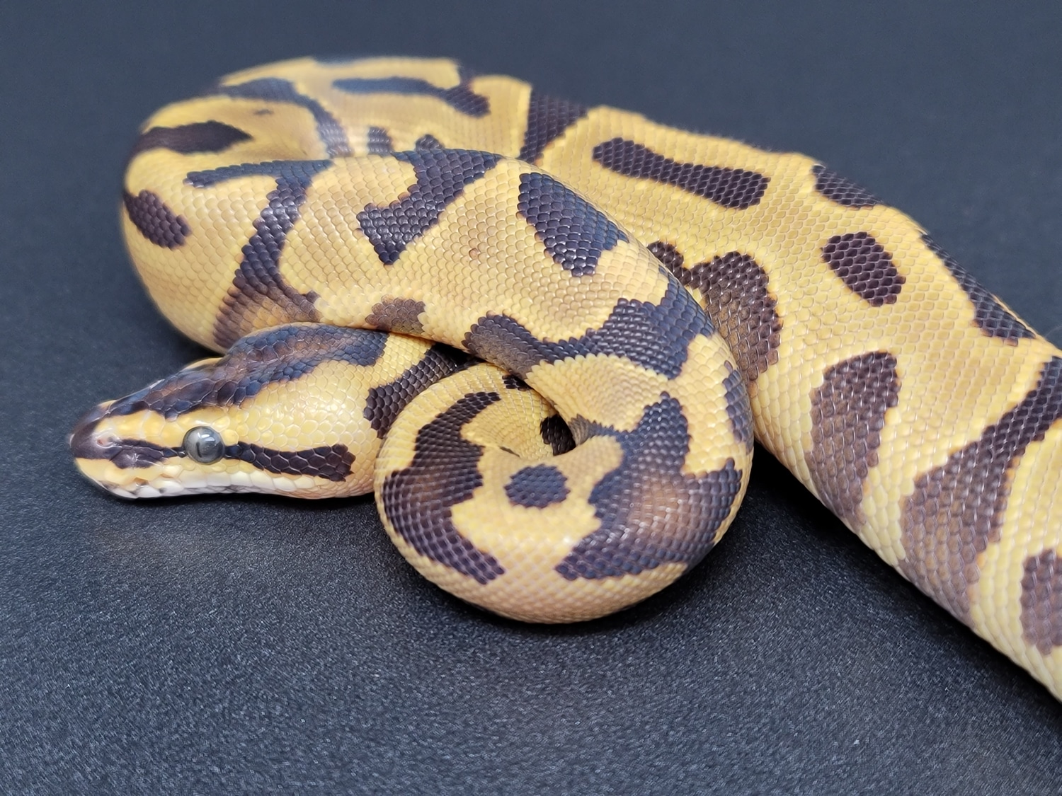 Super Enchi Leopard Ball Python by SNKE LTD - (BlindStryke Exotics ...
