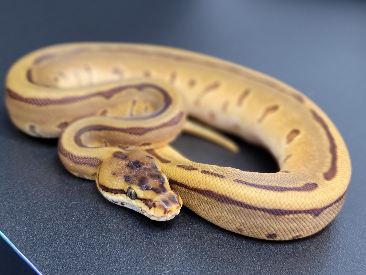 Enchi Leopard Pinstripe Ball Python by SNKE LTD - (BlindStryke Exotics ...