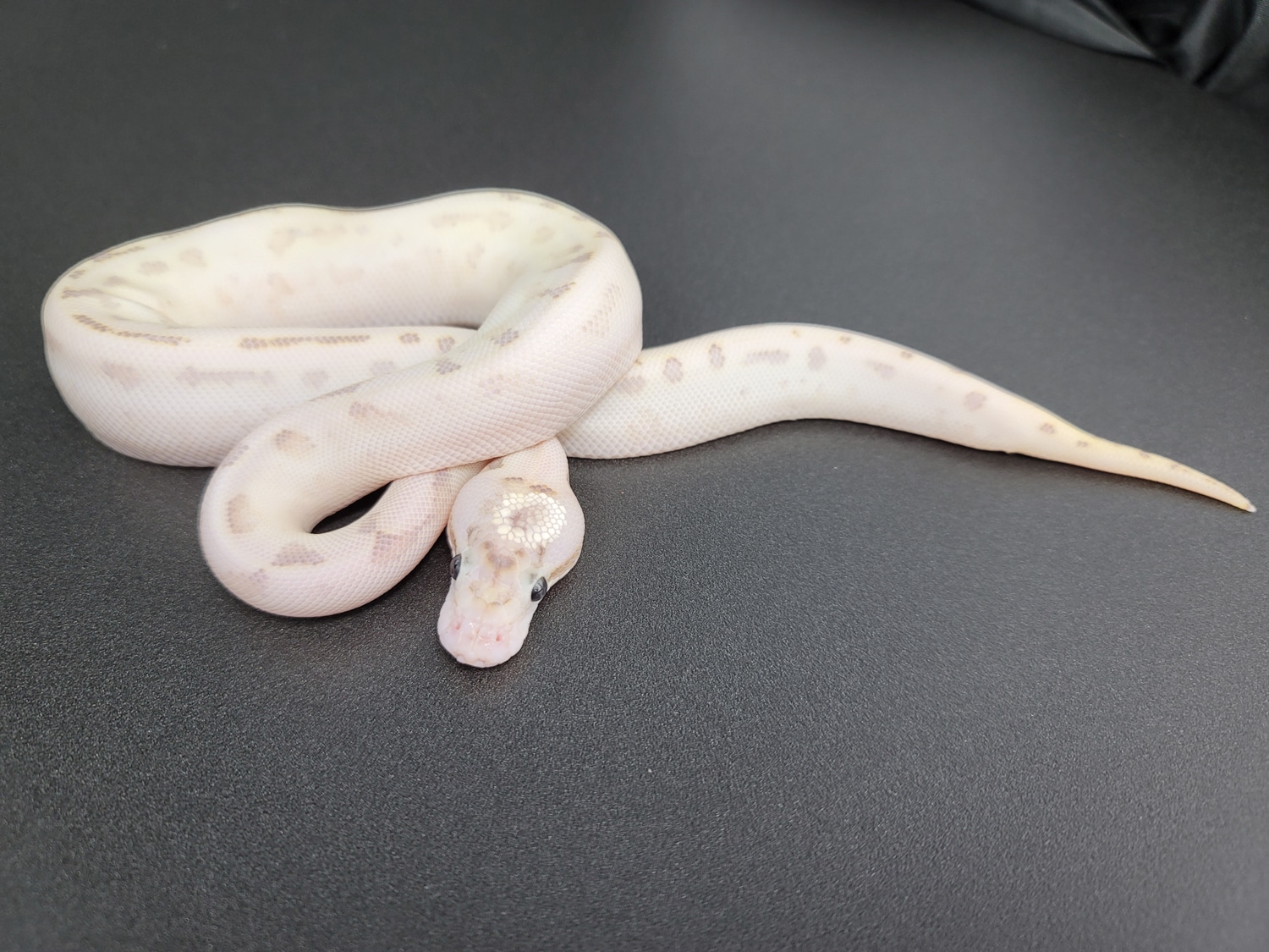 20% OFF "HALO" Ivory Leopard Spider Possible Enchi Ball Python by SNKE ...