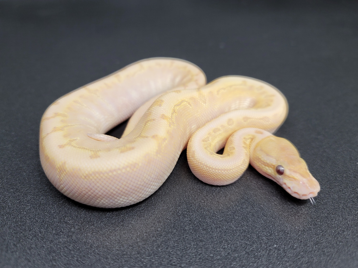 Bamboo Pinstripe Ultramel Ball Python by SNKE LTD - (BlindStryke ...