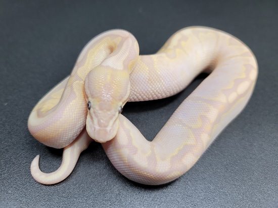 Bamboo Ultramel Ball Python by SNKE LTD