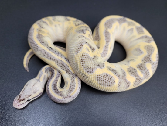 RTB Highway Leopard Phantom Pastel Ball Python by SNKE LTD - (BlindStryke Exotics)