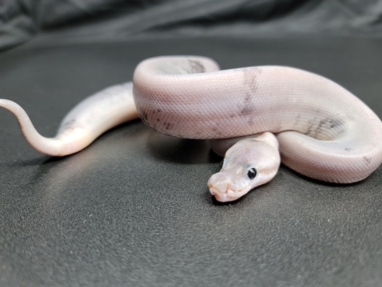 "Misfit" Urban Camo Killer 8-ball PET ONLY Ball Python by SNKE LTD