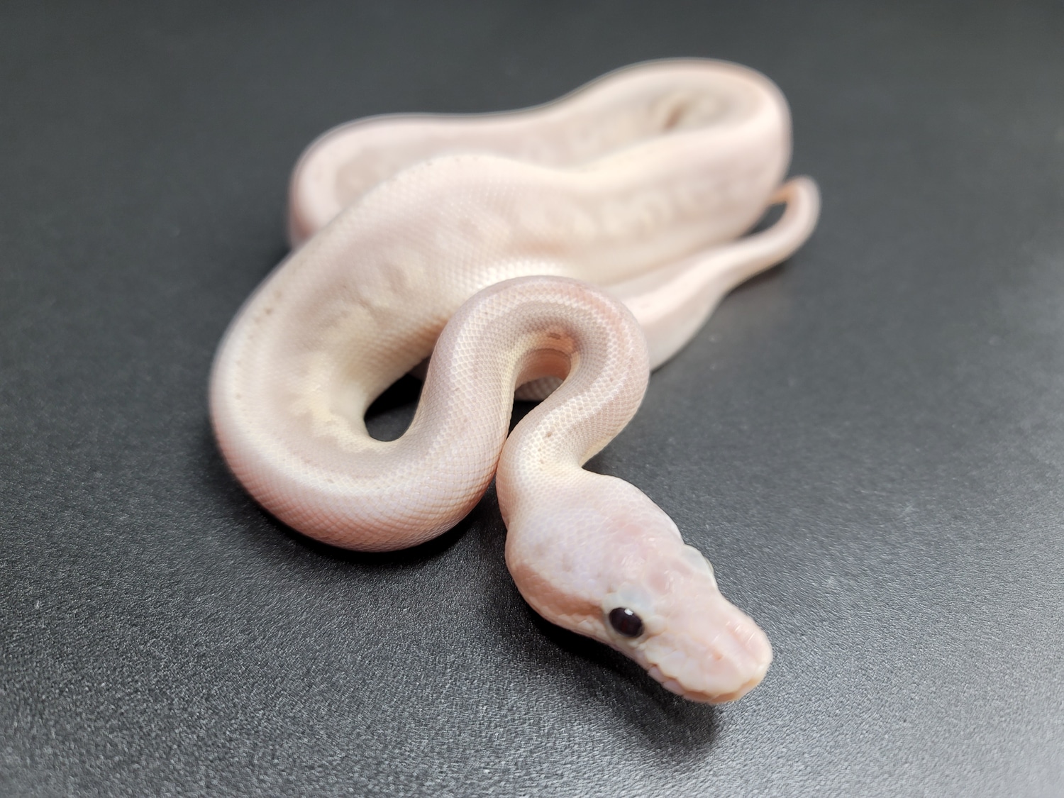 Banana Sterling Pos Sandblast Pos Het Pied Ball Python by SNKE LTD ...
