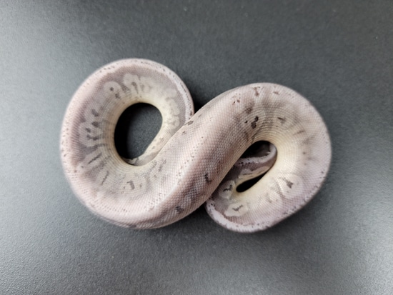 20% OFF Sterling Sandblast Pos Het Pied Ball Python by SNKE LTD