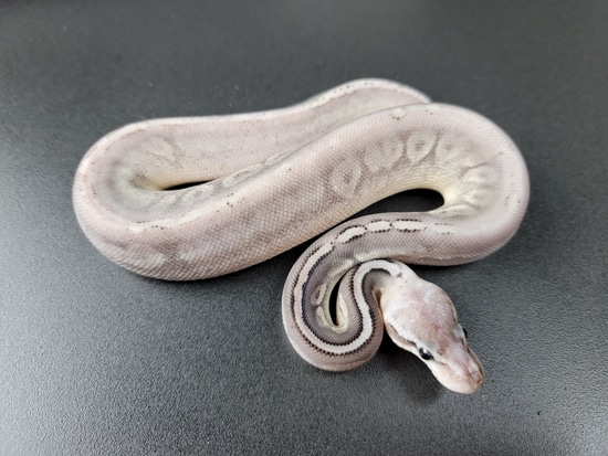 20% OFF Sterling Sandblast Pos Het Pied Ball Python by SNKE LTD