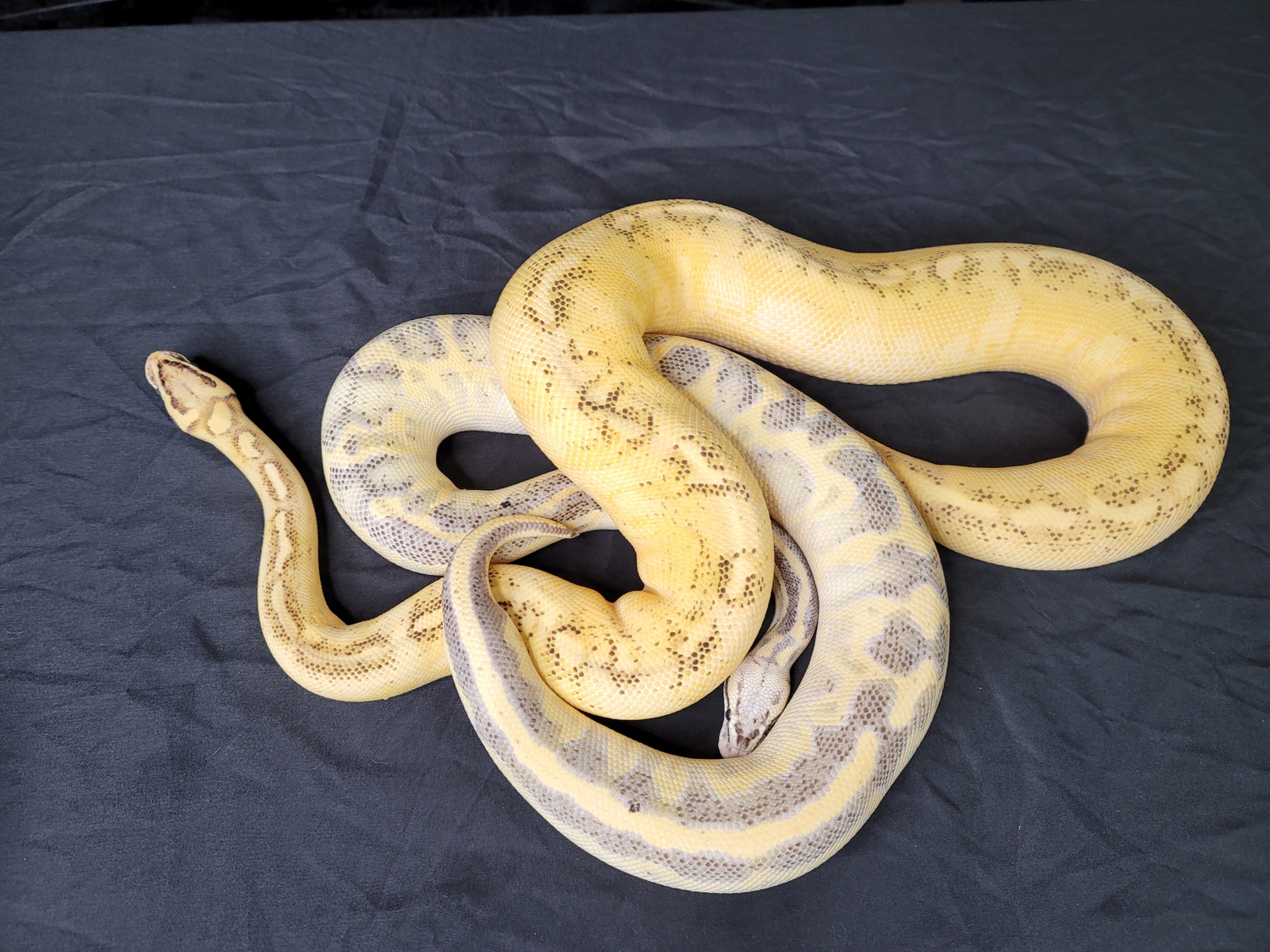 TRIO 1.2 RTB Freeway Pastel Enchi Female & Pastel Leopard Phantom ...