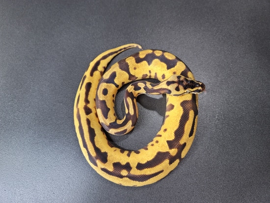 "ANKH 2" Super Orange Dream Super Enchi Leopard Pastel Ball Python by ...