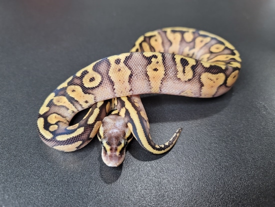 Super Pastel Sandblast Pos Het Pied Ball Python by SNKE LTD