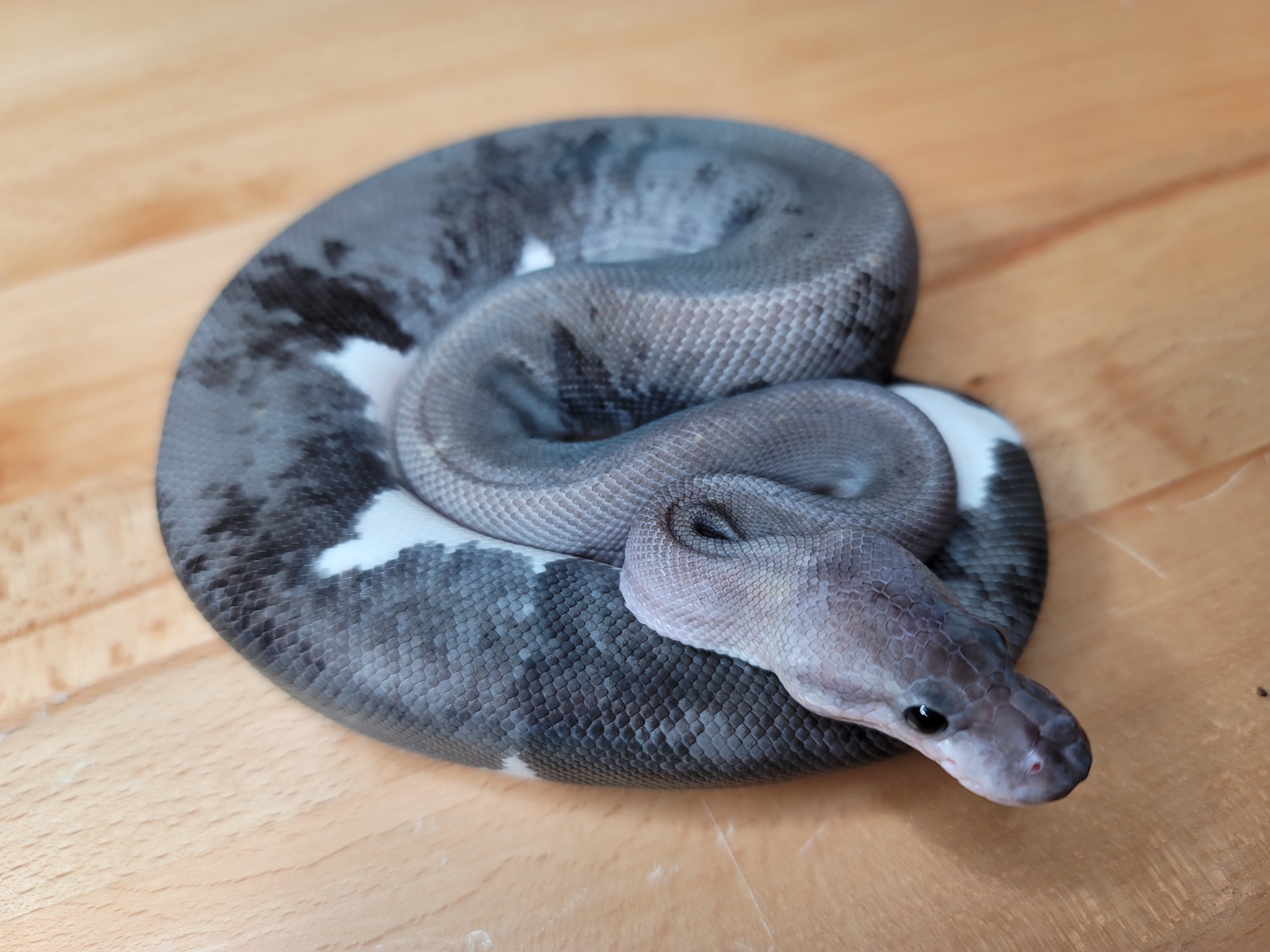 Urban Camo Killer 8- Ball Python by BlindStryke Exotics - MorphMarket