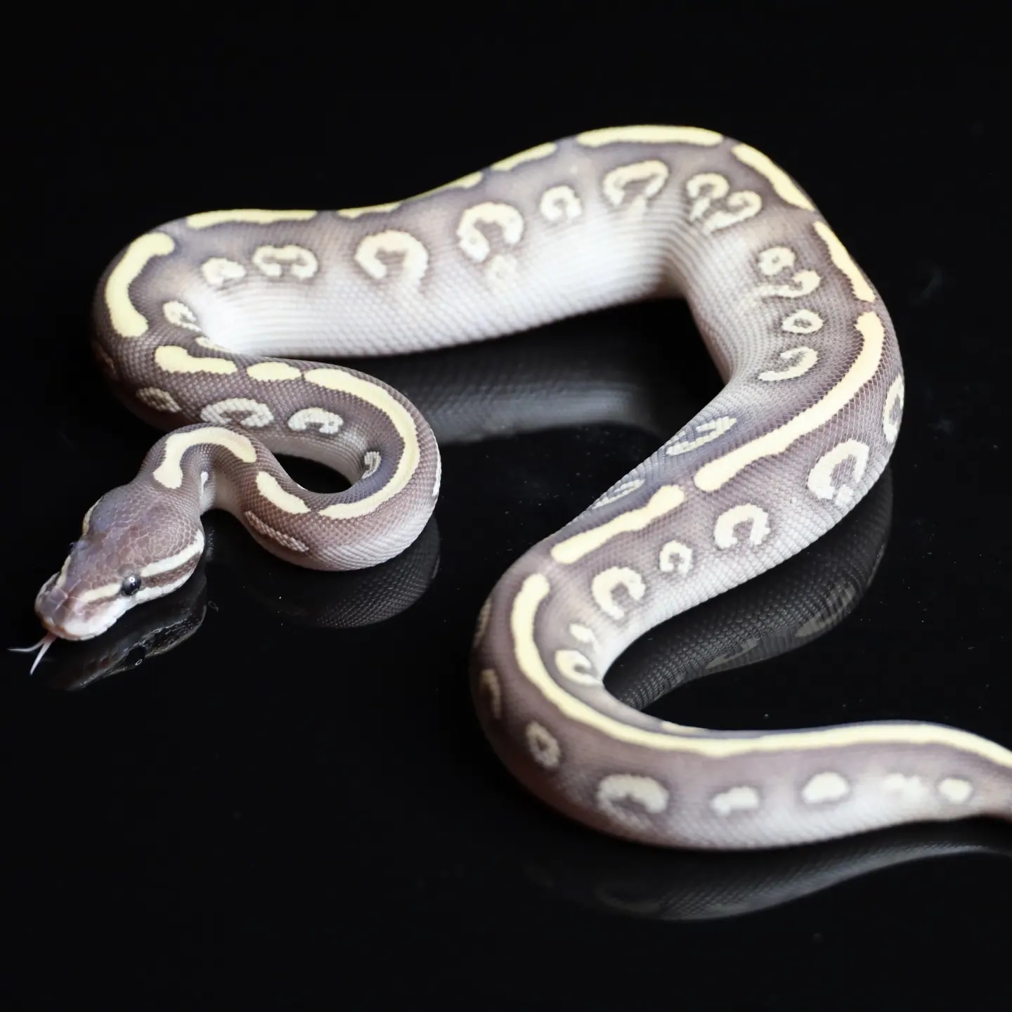 Mystic Phantom Ball Python by SNKE LTD - (BlindStryke Exotics ...